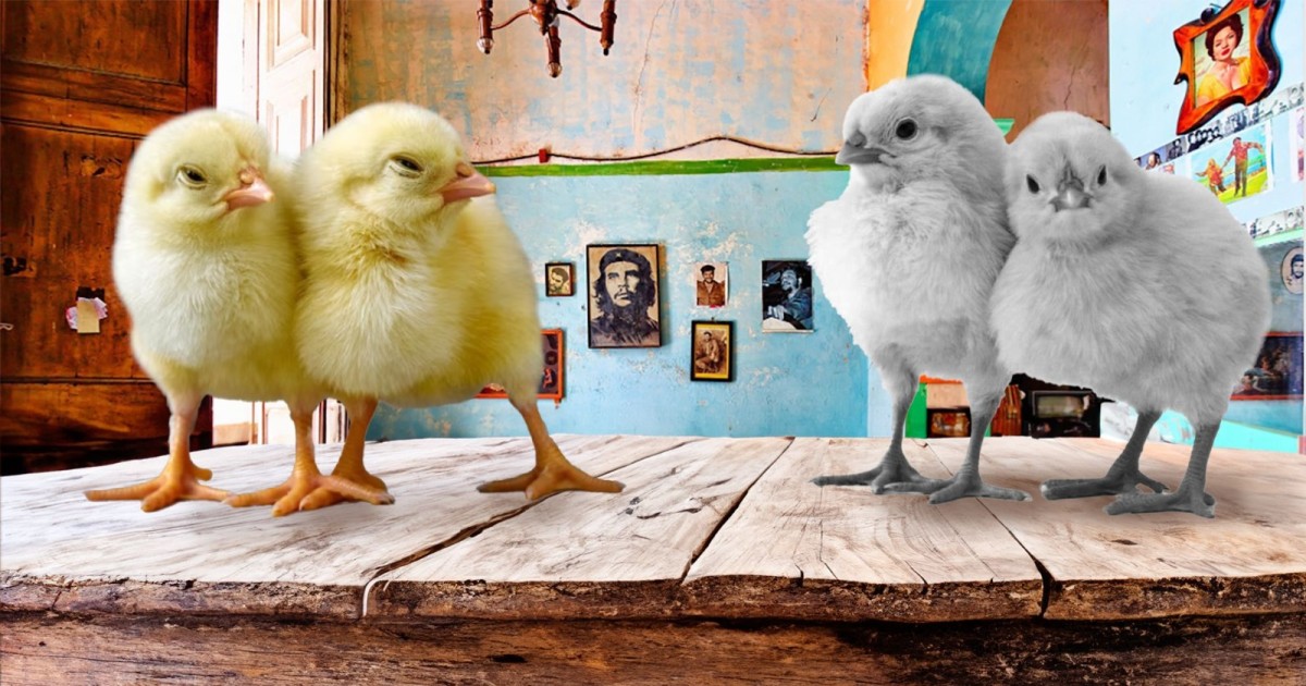 Pollito Pito y la patita pekinesa | ADN Cuba