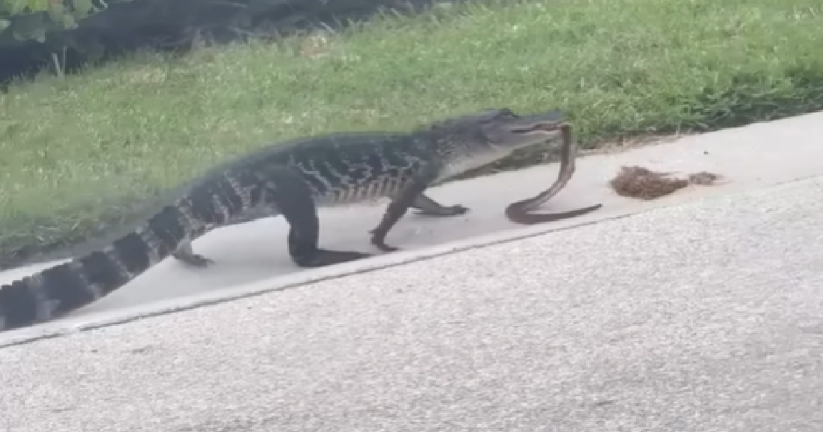 Video: caimán se pasea mientras devora a una serpiente | ADN Cuba